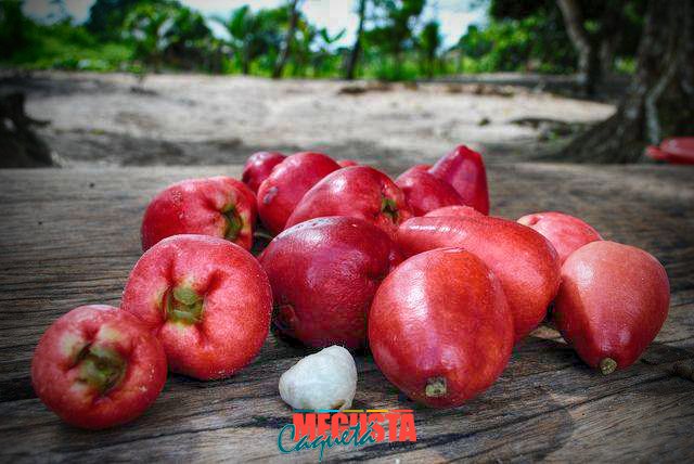 demandante eco vendedor arbol pomo fluctuar Interesar Emulación