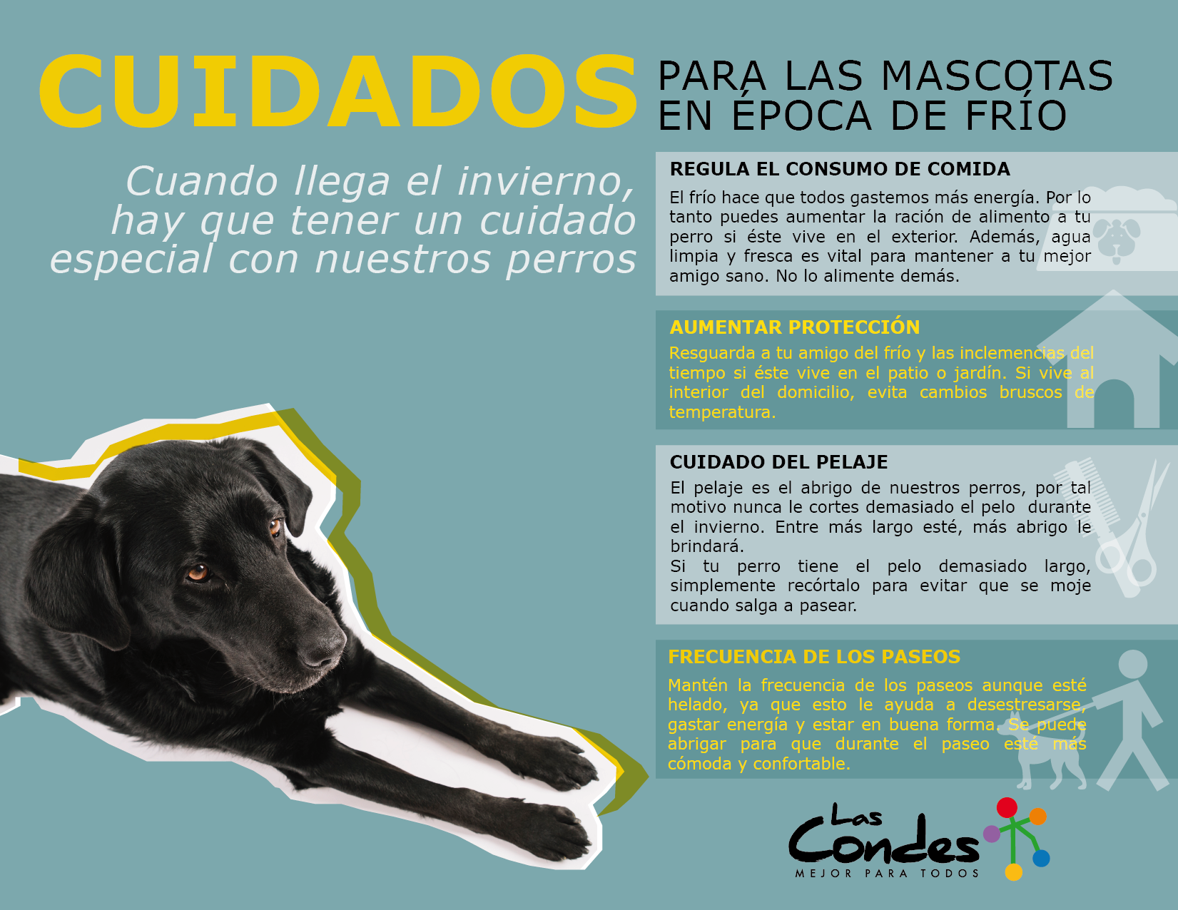 Los Perros Tienen Frio En Invierno