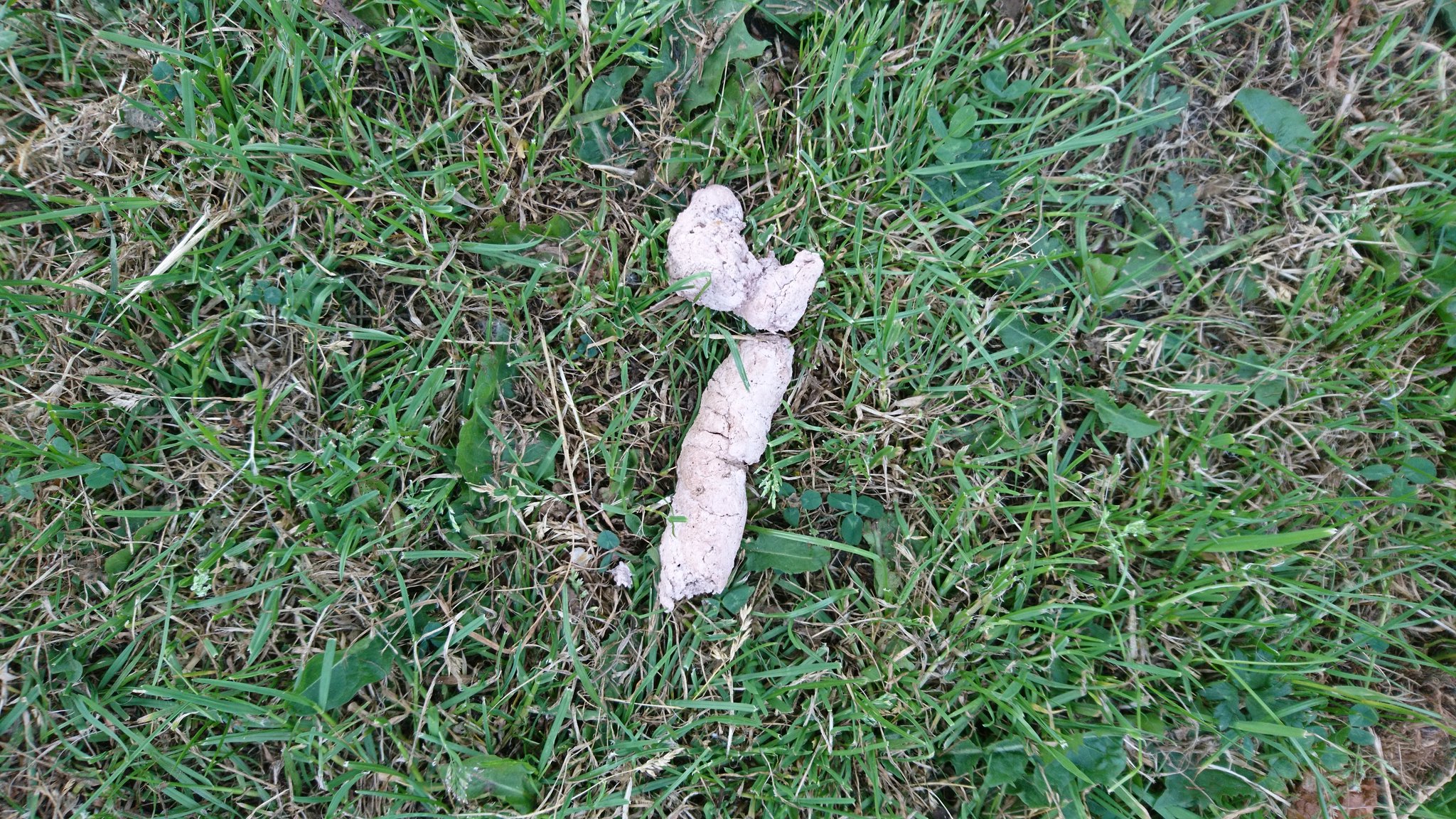 What Happened To White Dog Turds
