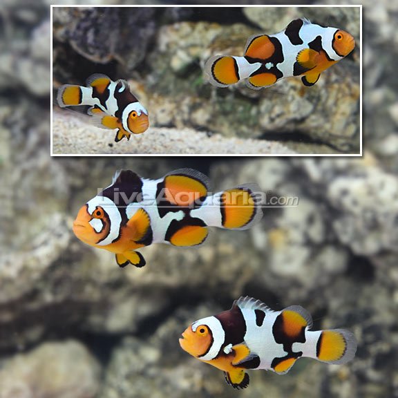 Picasso Percula Clownfish