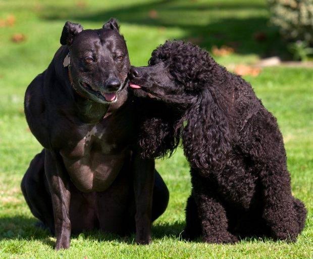 Myostatin Whippets Or Muscle