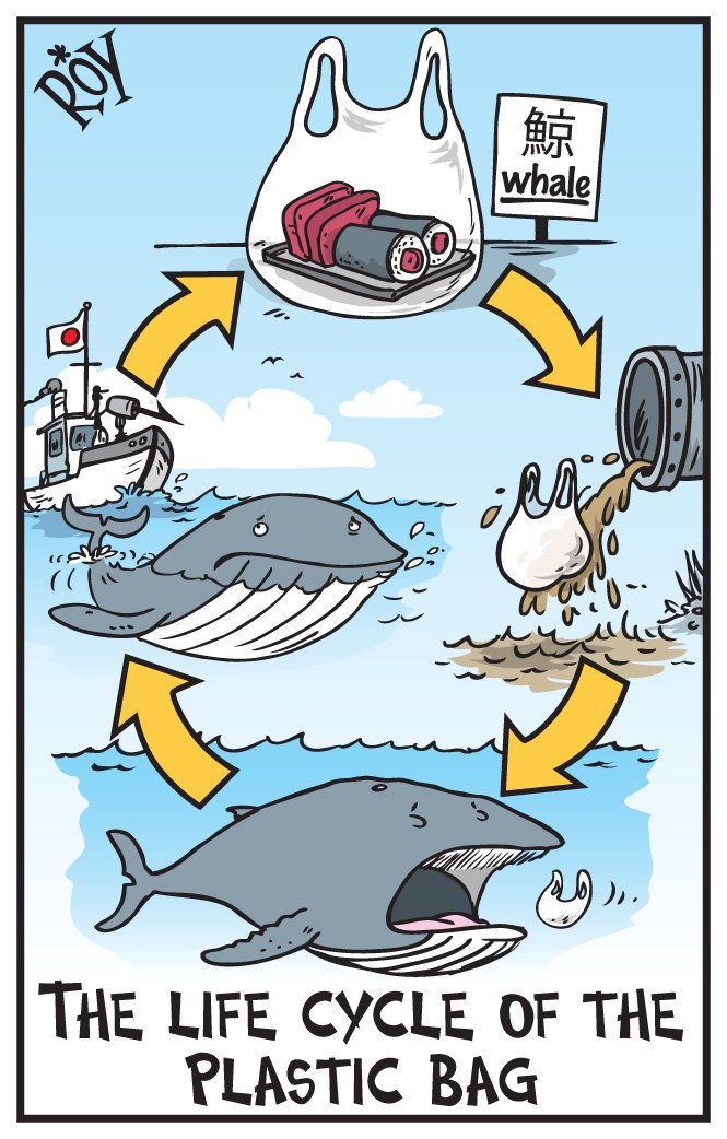 Whale Life Cycle