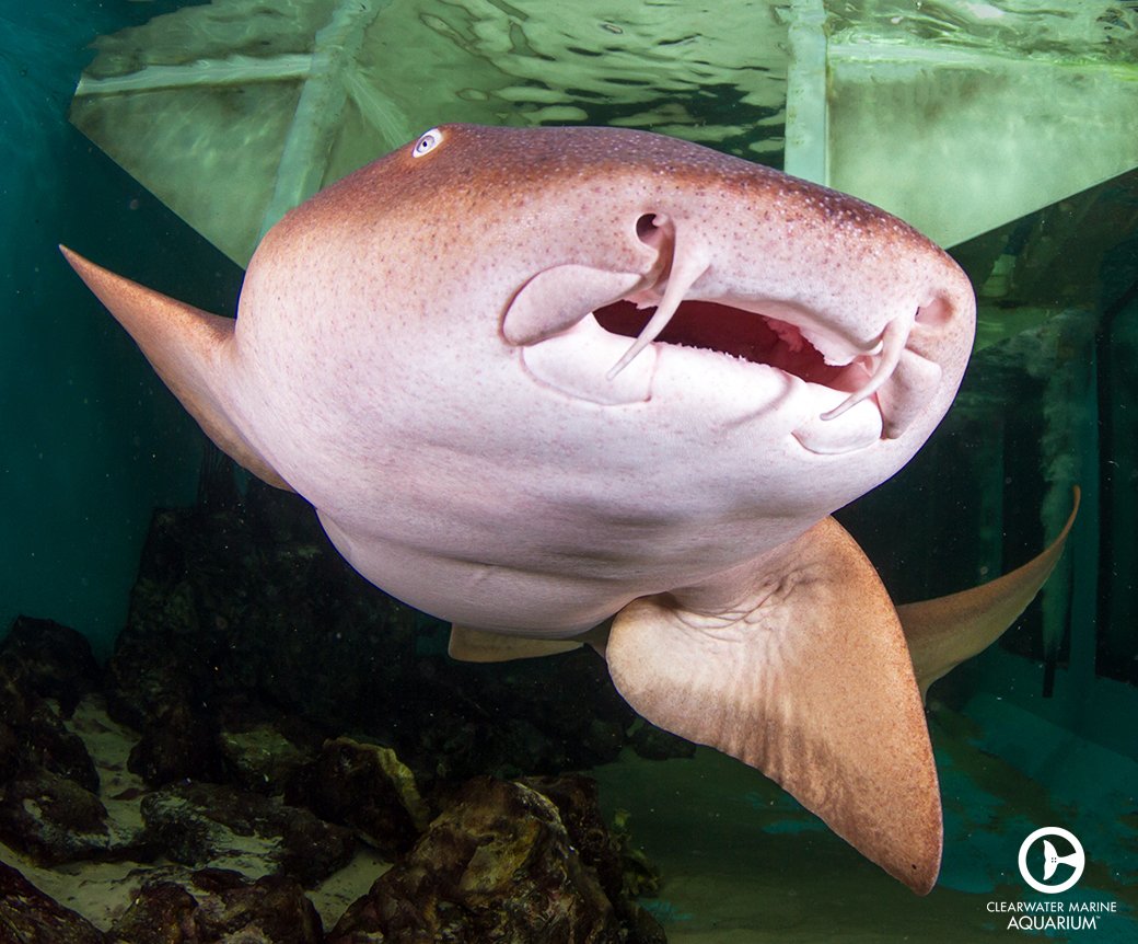 Nurse Shark Mouth