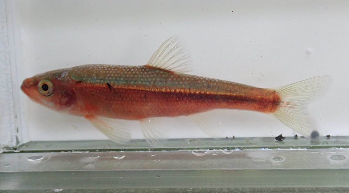 Redside Dace