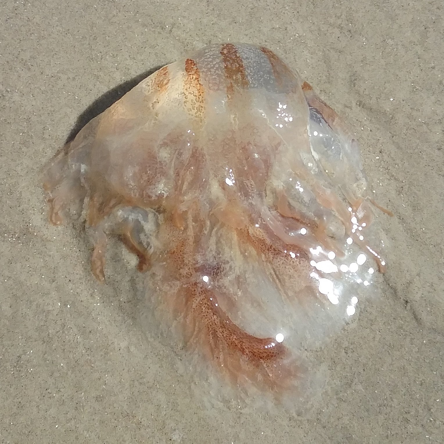 Sea Nettle Washed Up
