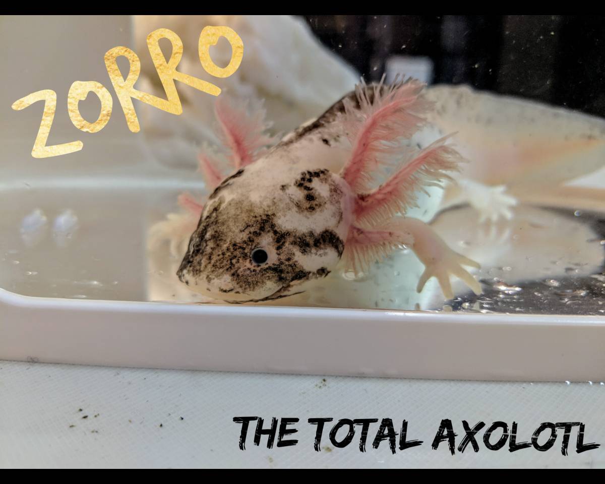 Harlequin Axolotl
