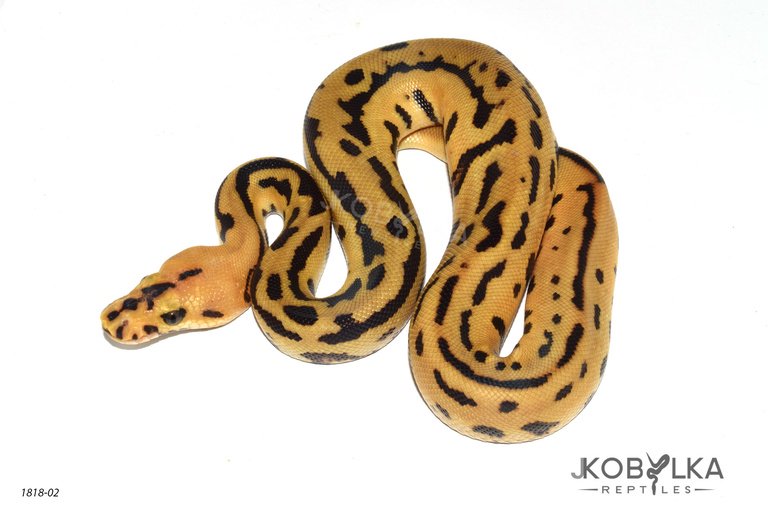 MorphMarket on Twitter: "Fire Batman Male Ball Python by J. Kobylka Reptiles, $8500 #snakes # ...