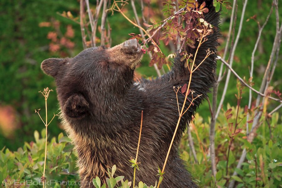 Grizzly Bears Eating Deer