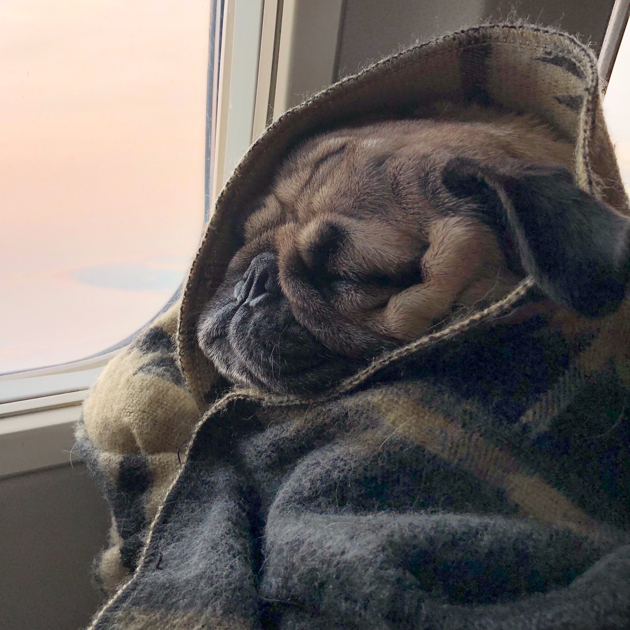 Buster The Pug Takes A Plane Ride! KOIT | atelier-yuwa.ciao.jp
