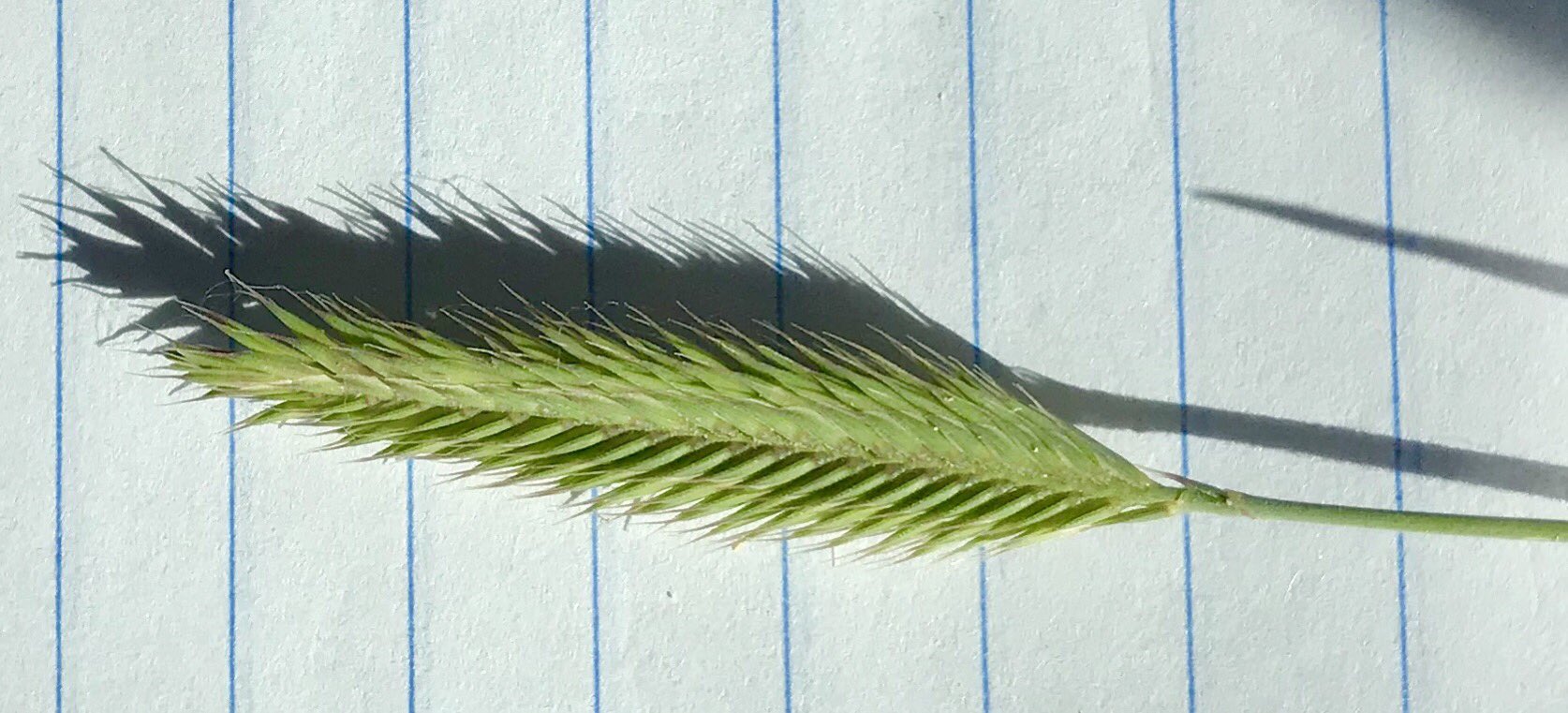 Crested Wheatgrass
