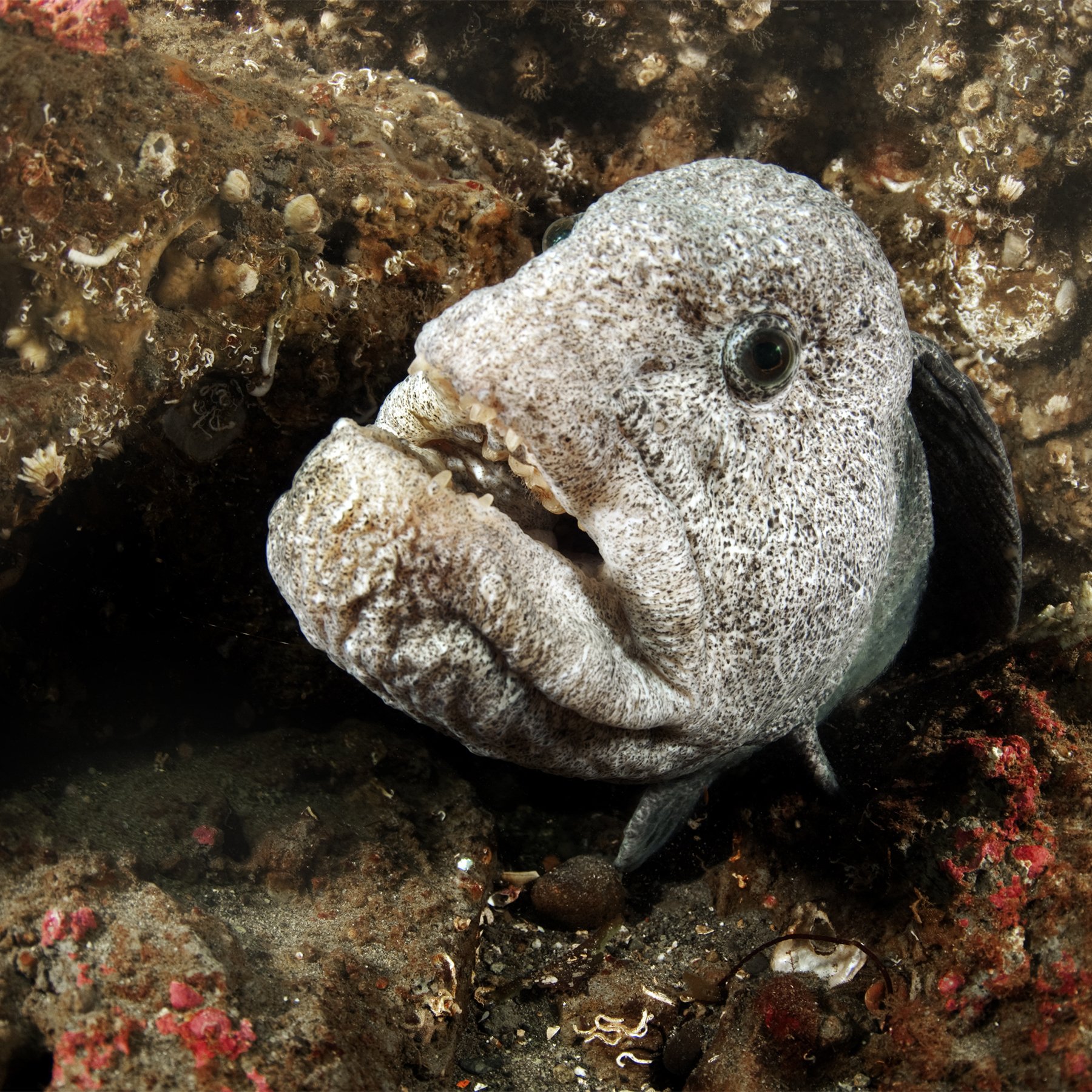 Baby Wolf Eel