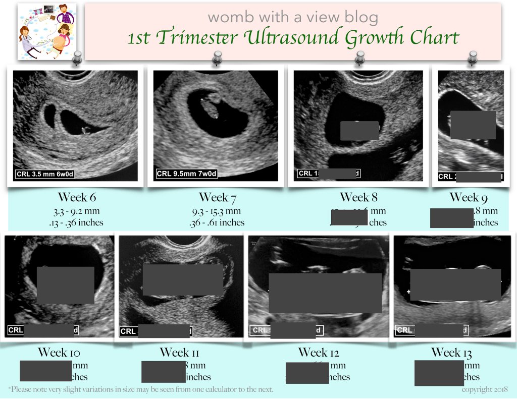 Pregnancy Week By Week Chart