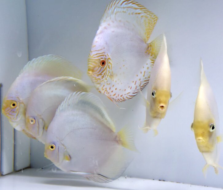 Snow White Discus Fish