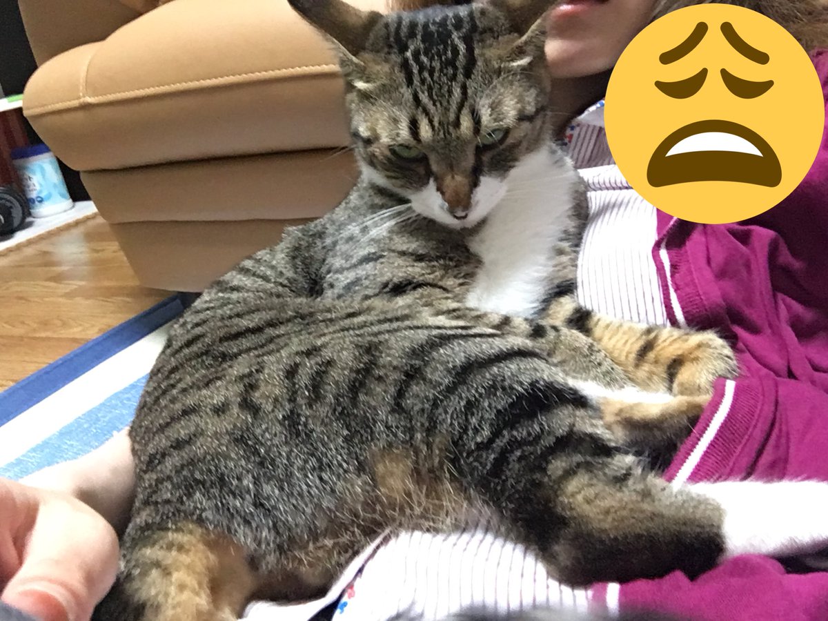 リヤド 猫 (@riyado_cat) | Twitter