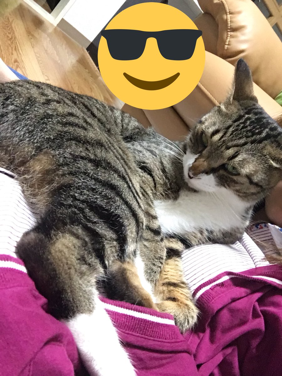 リヤド 猫 (@riyado_cat) | Twitter