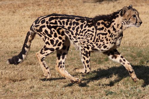 Cheetah Mutations
