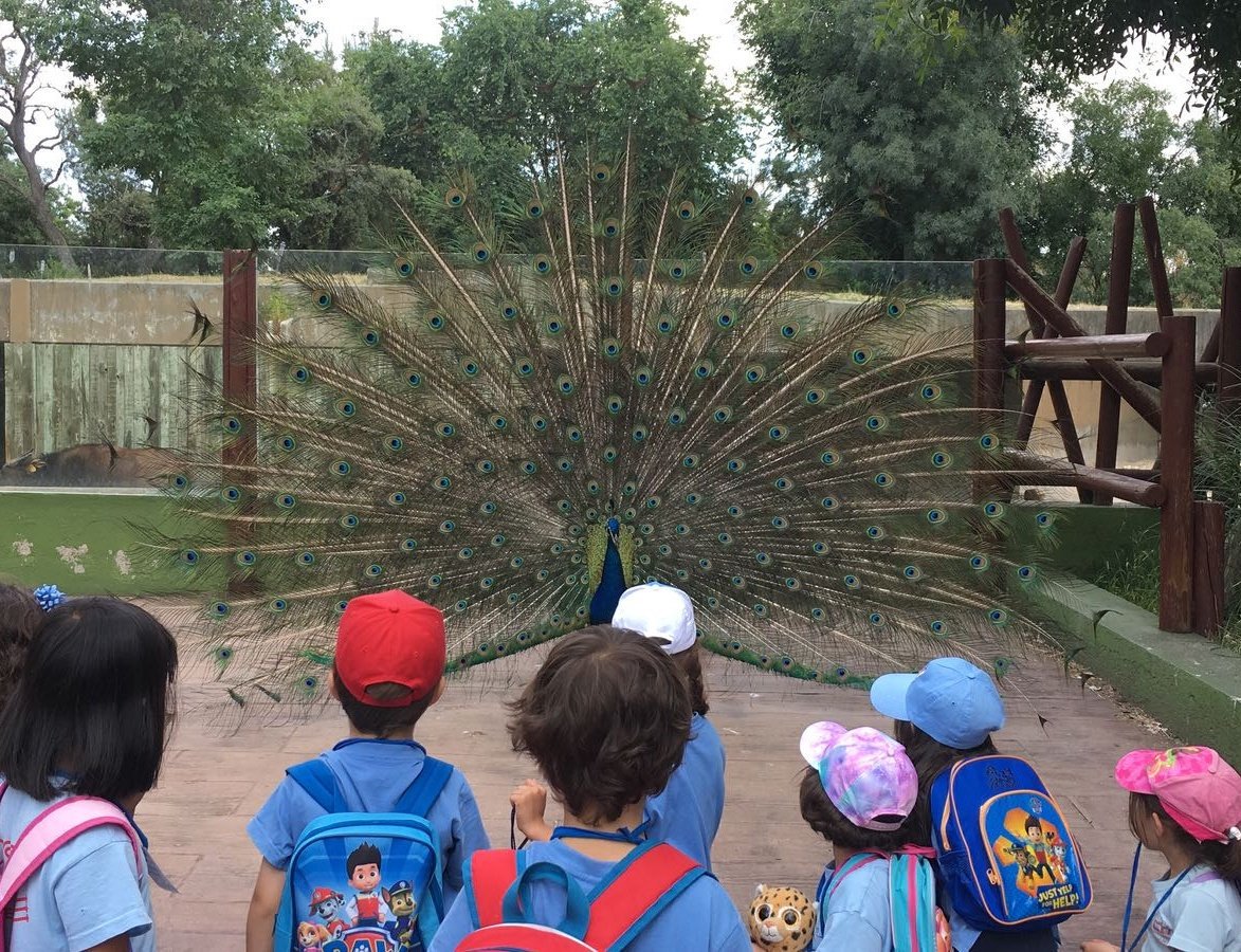 LAS CLASES DE 5 AÑOS VAN DE EXCURSIÓN AL ZOO – Colegio Carlos III