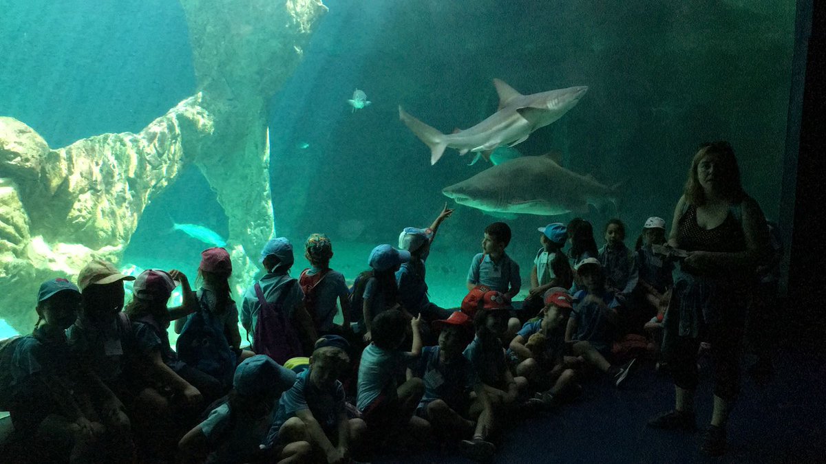 LAS CLASES DE 5 AÑOS VAN DE EXCURSIÓN AL ZOO – Colegio Carlos III