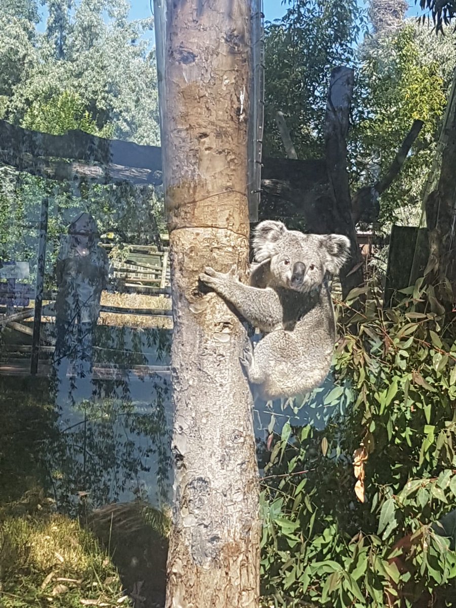 LAS CLASES DE 5 AÑOS VAN DE EXCURSIÓN AL ZOO – Colegio Carlos III