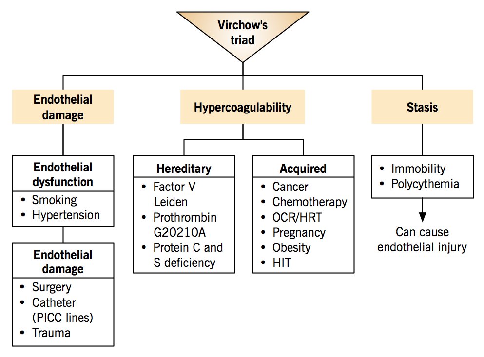 Virchow S Triad Virchow S Triad #neetpg #mbbs #mbbsdiaries #medschool