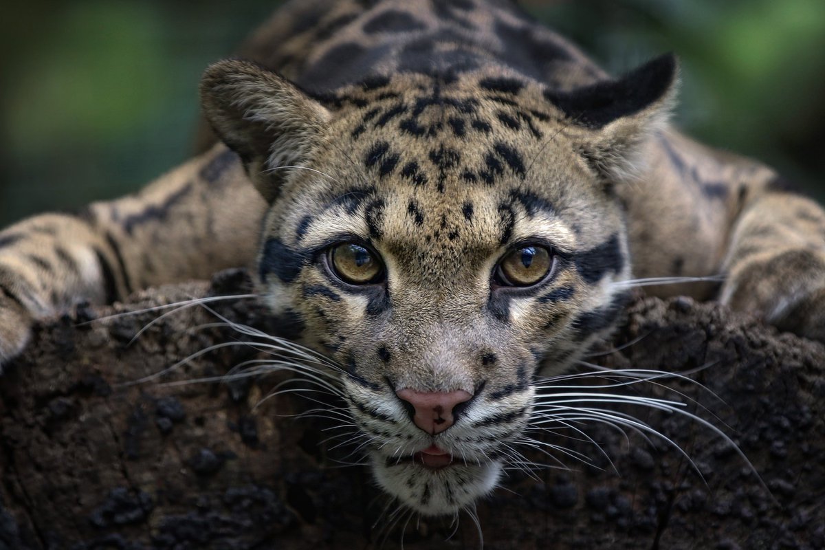 Formosan Clouded Leopard Extinct