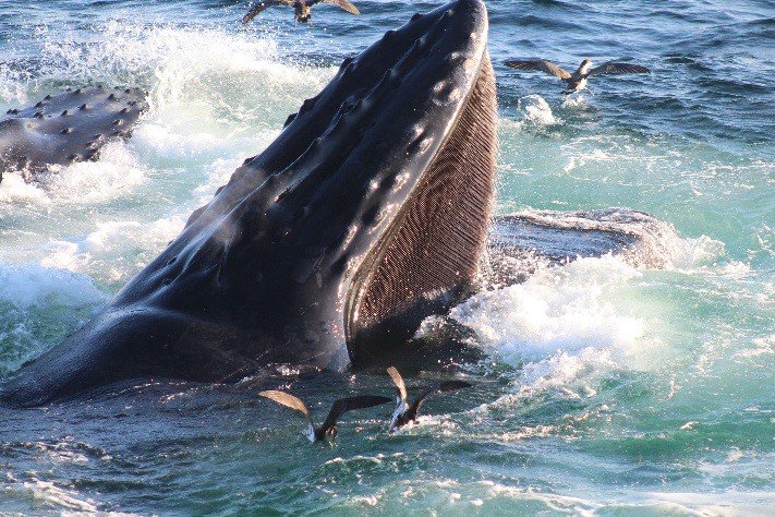 Blue Whale Teeth The Complete Guide To Whale Watching For Blue Whales