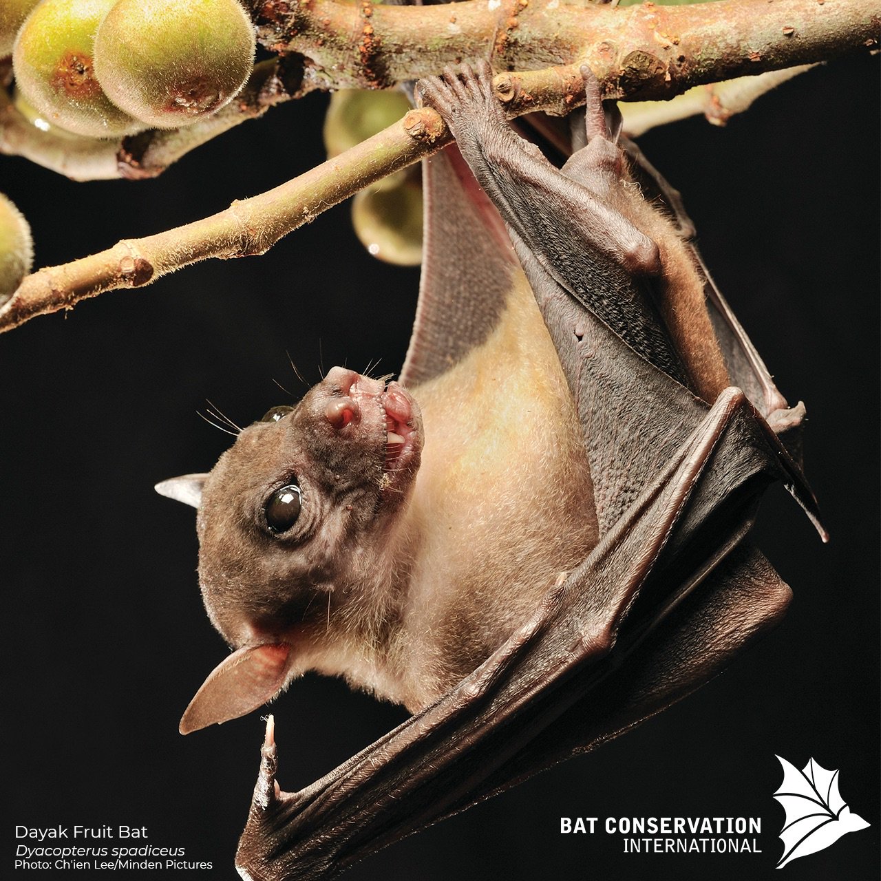 Egyptian Fruit Bat Facts