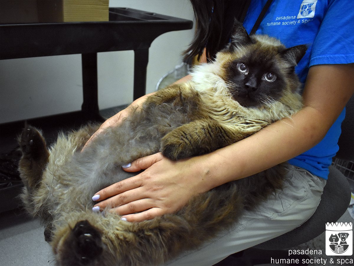In awe at the size of this cat. Absolute unit. : r/AbsoluteUnits