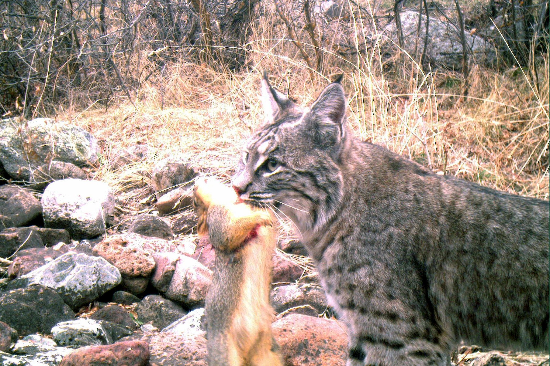 Bobcats Eating Habits 25 Fascinating Facts About Bobcats