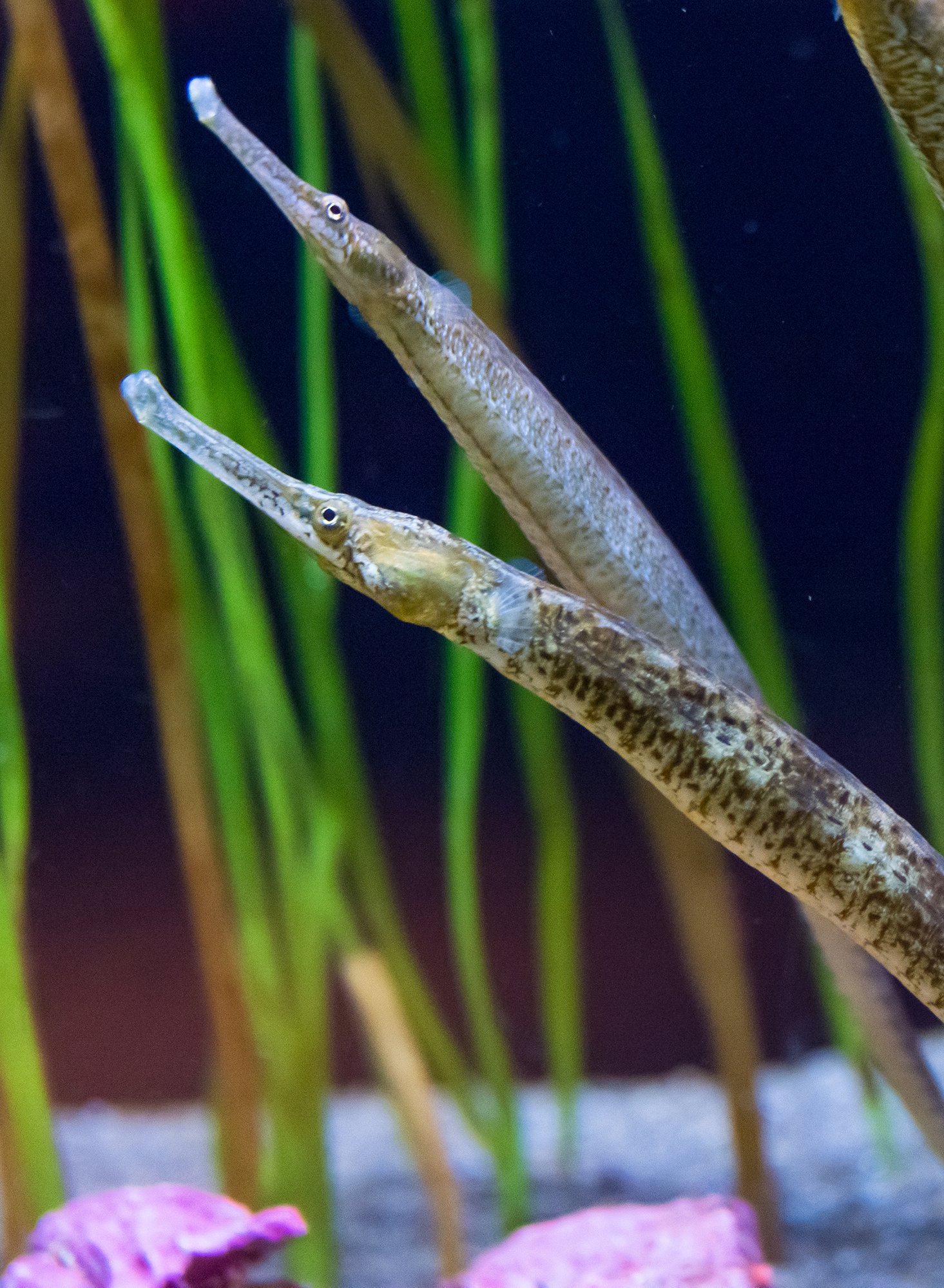 Green Pipefish