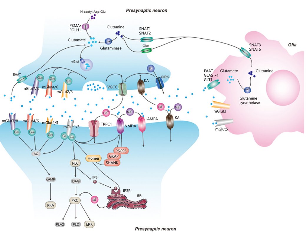 Glutamate Neurotransmitter