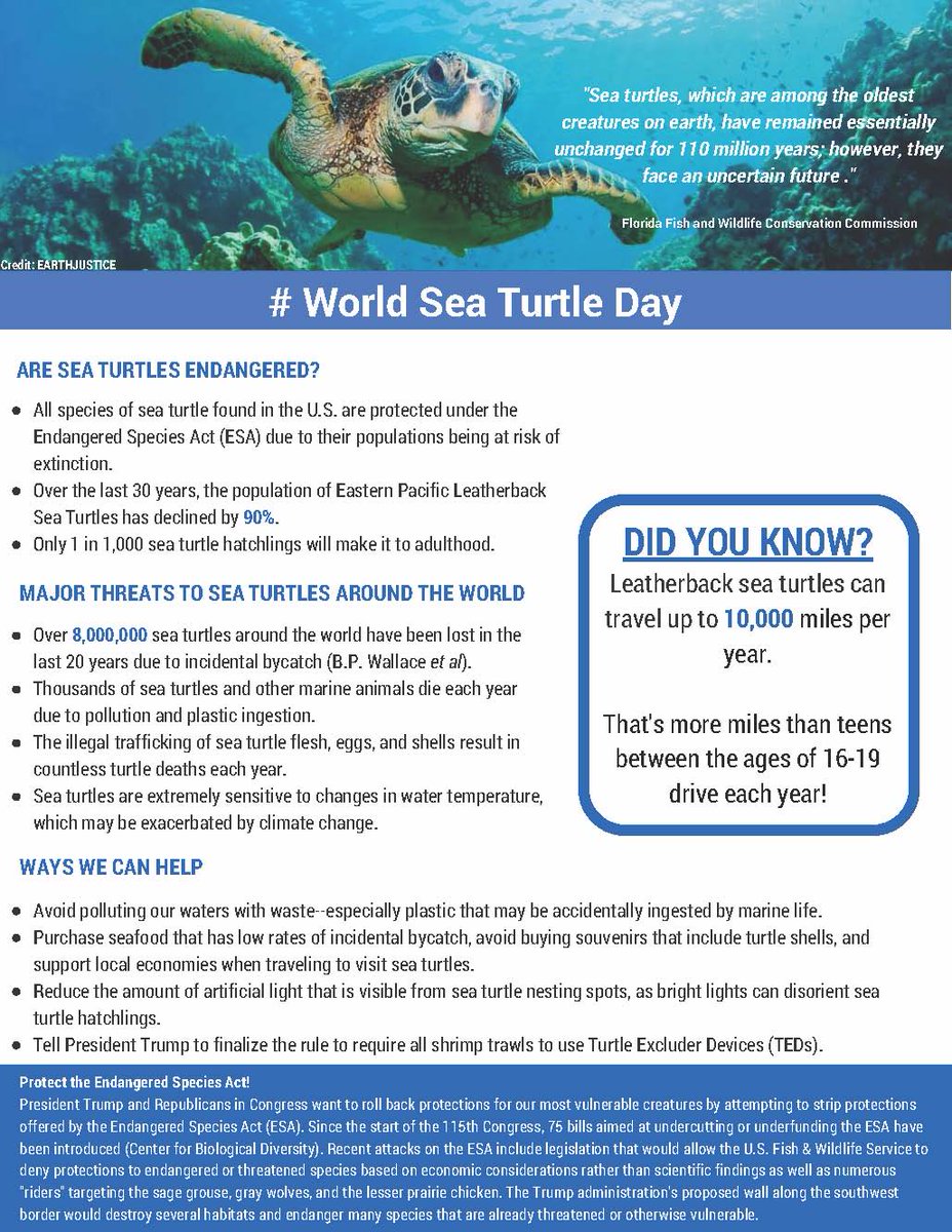 Endangered Species Of Sea Turtles