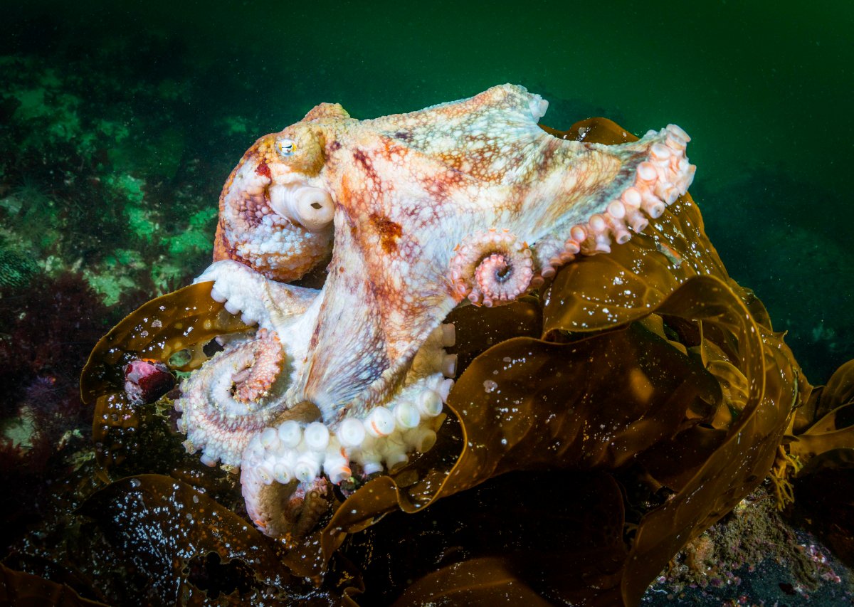 East Pacific Red Octopus