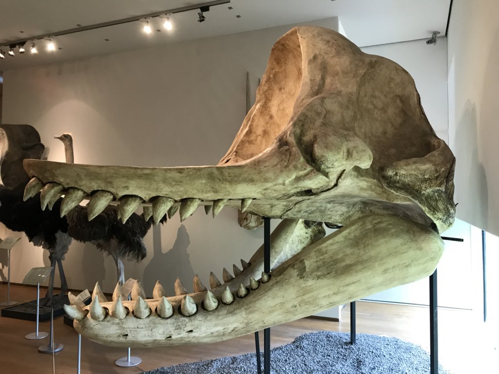 Leviathan Melvillei Fossil