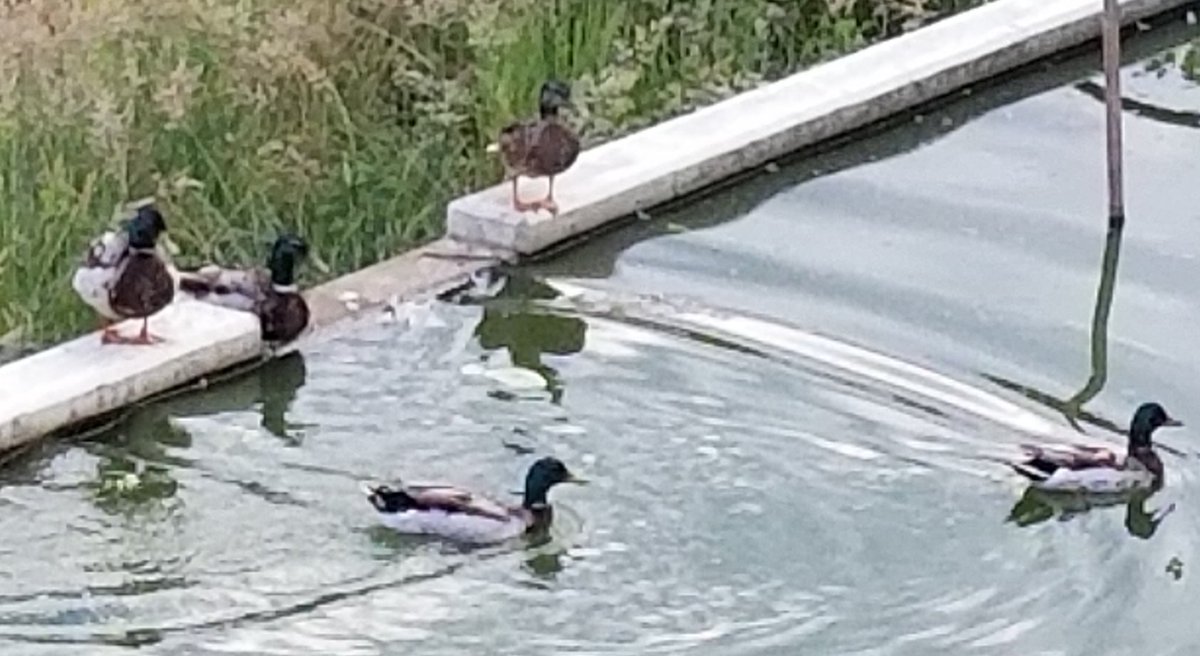 karla polillo (@KarlaPolillo) | Twitter