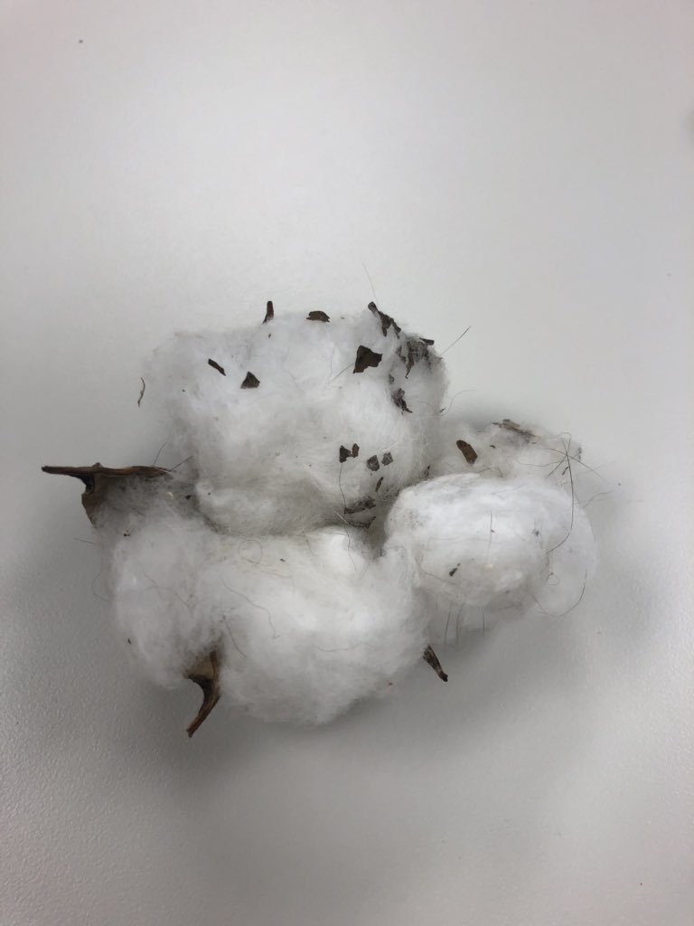 Ms. Busby's 5th (@5thGrade_Busby) | Twitter