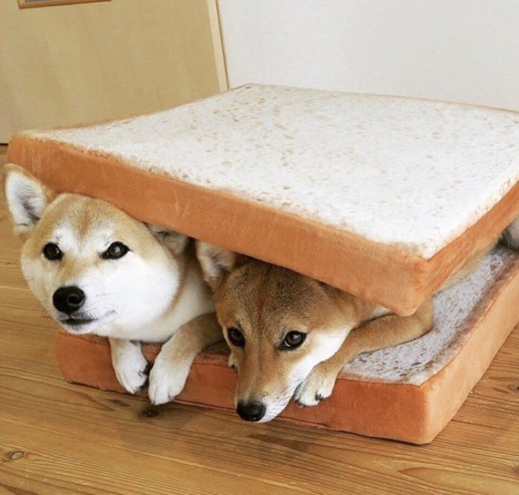 Burnt Marshmallow Dog