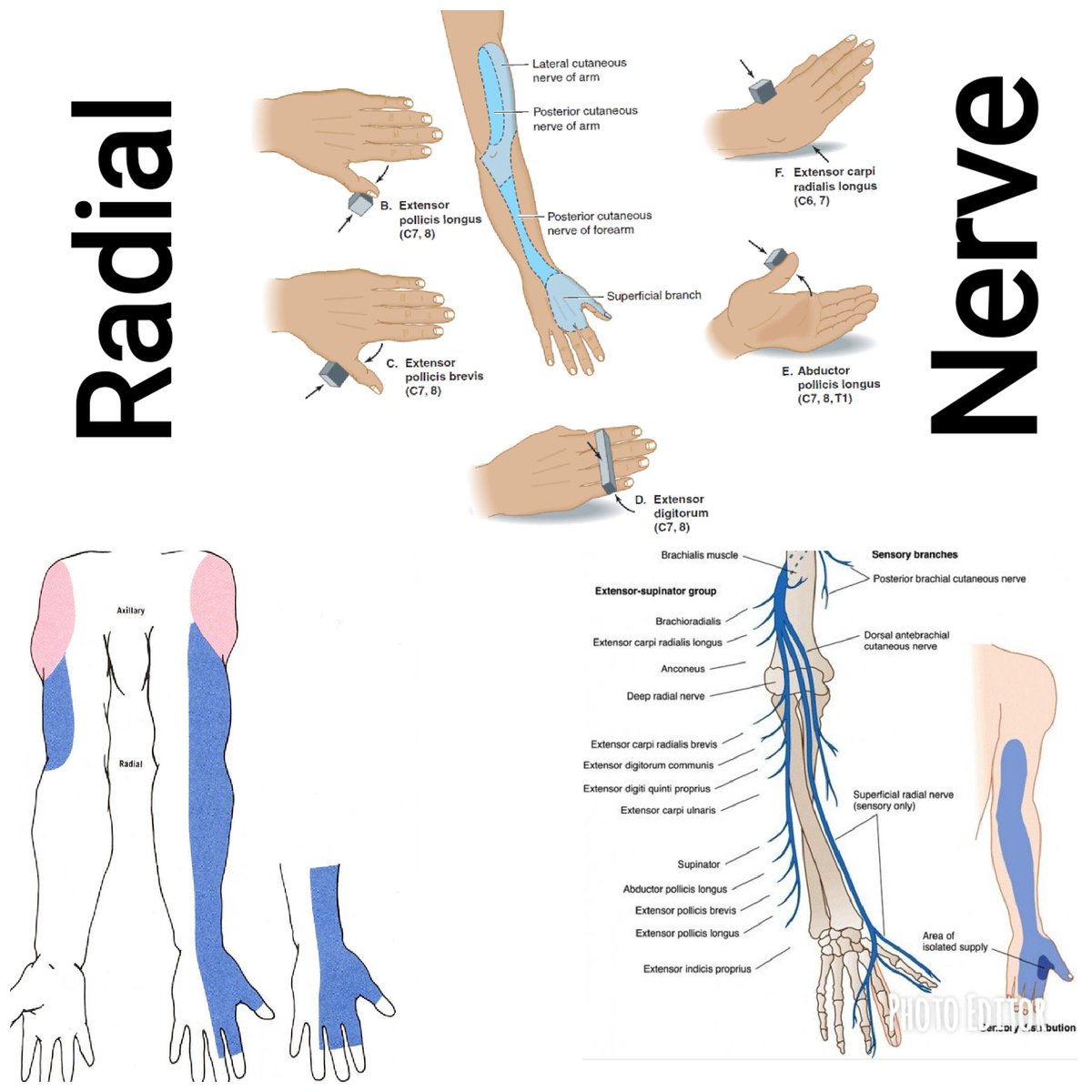 Radial Nerve Distribution