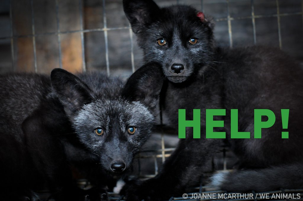 Christa speck (playboy - 1961) - scoopnest.com