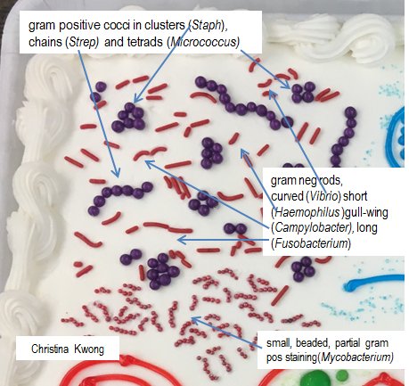 Gram Negative Cocci In Clusters
