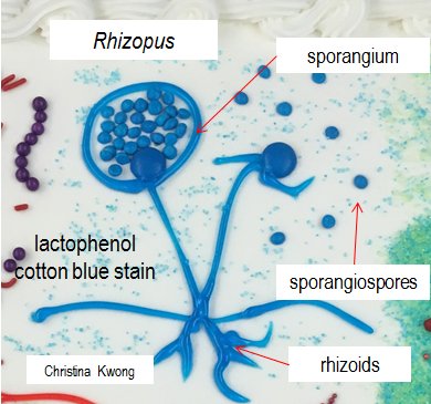 Rhizopus Sporangiospores