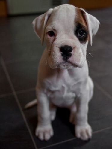 Perros Boxer Blanco