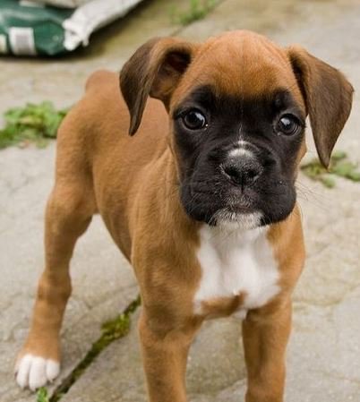 Perros Boxer En Venta