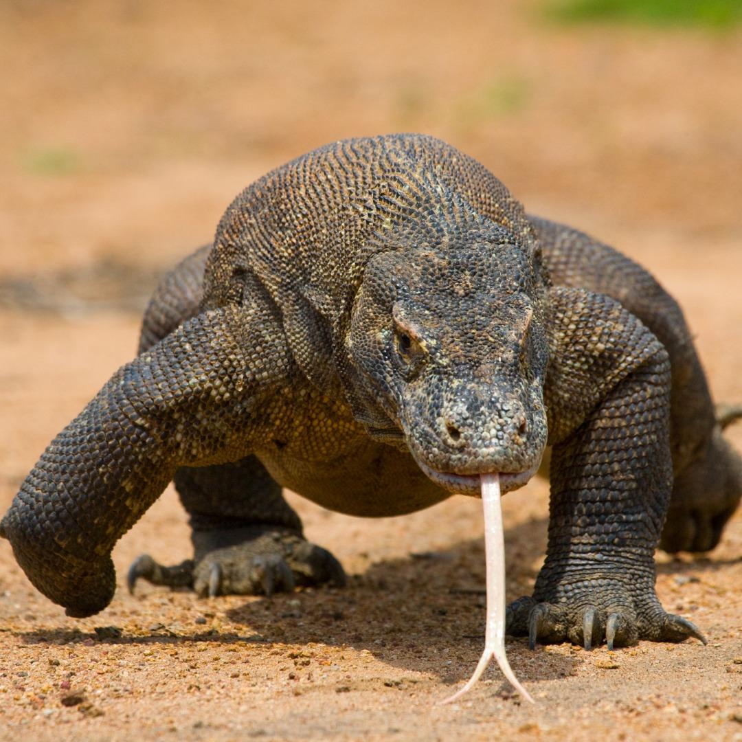 Komodo Dragon Big Animals