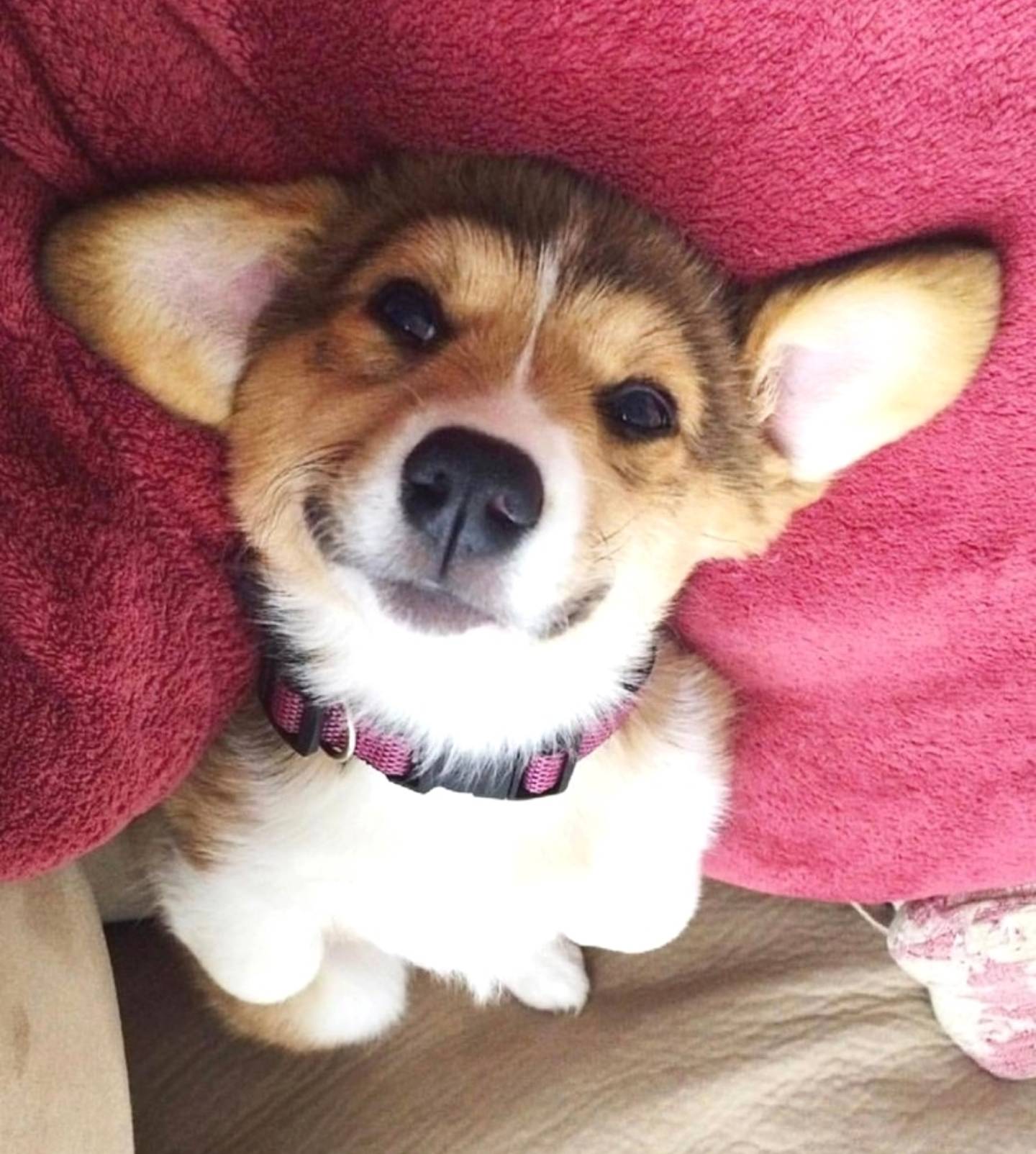 Corgi Puppy Smiling