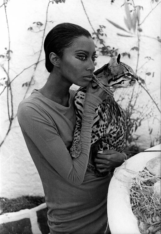Salvador Dali Pet Ocelot