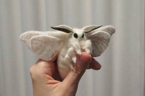 Poodle Moths