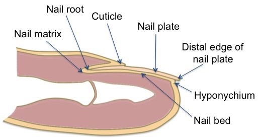 Nail Matrix Histology