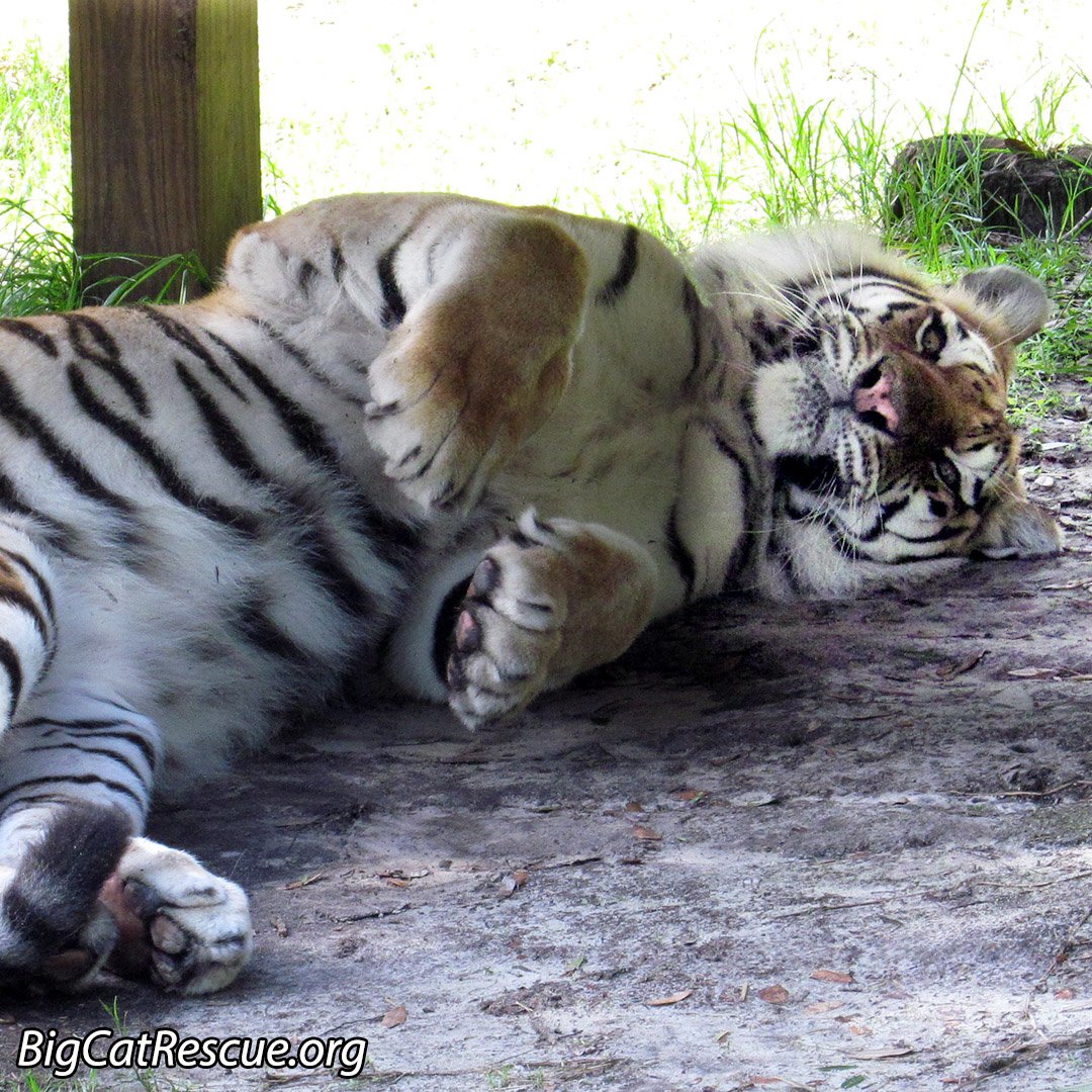 How Relationships Evolve Way Of Cats Blog how-relationships-evolve-way-of-cats-blog