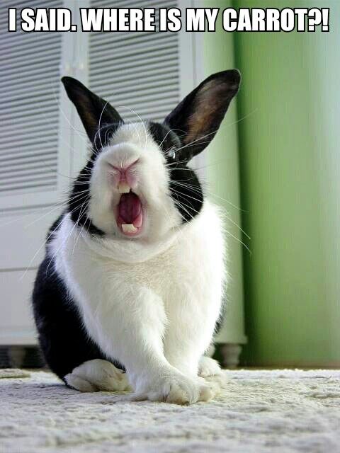 Rabbit Memes